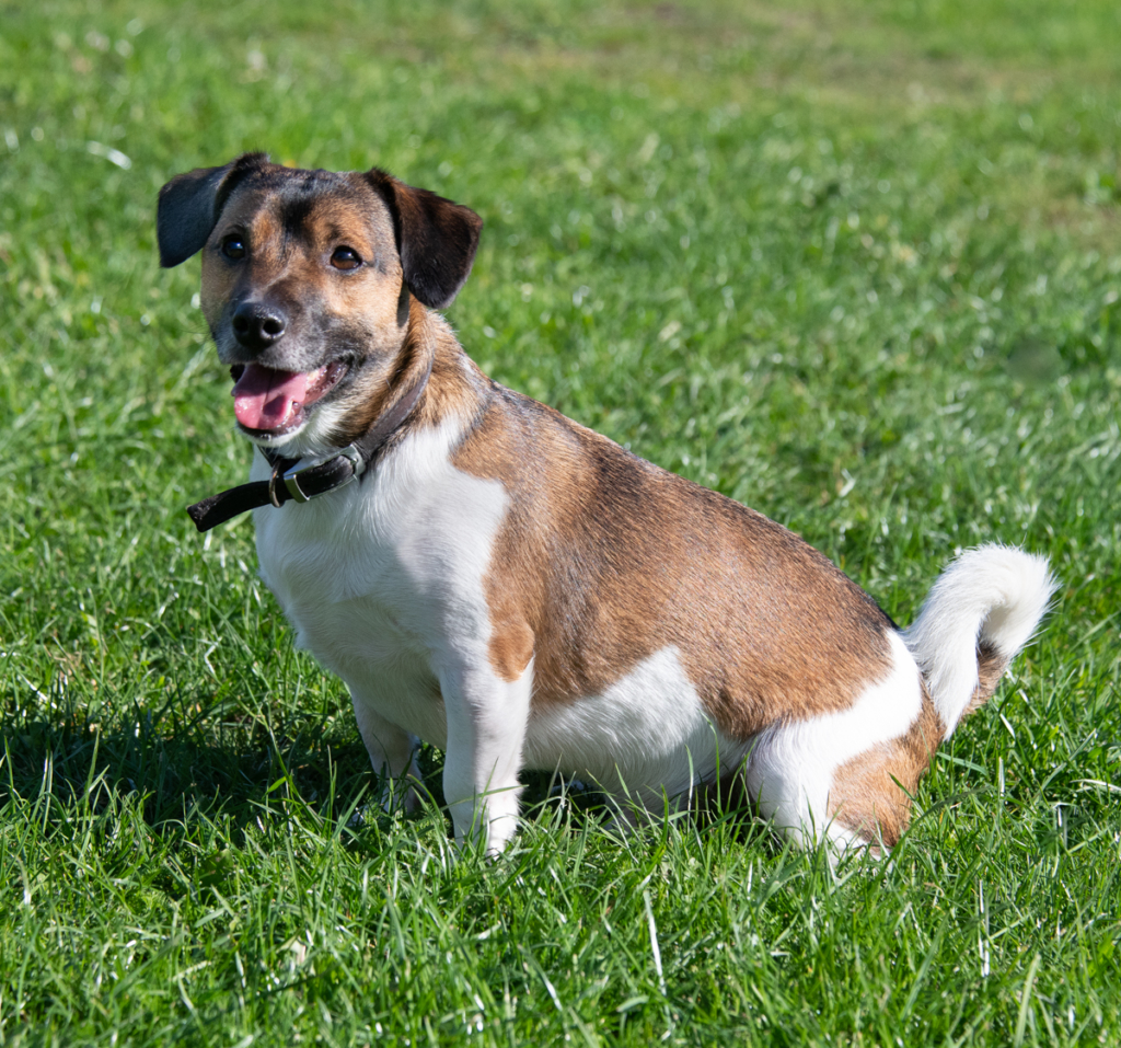 Dogs - Dog Rescue Dorset - Waggy Tails Rescue