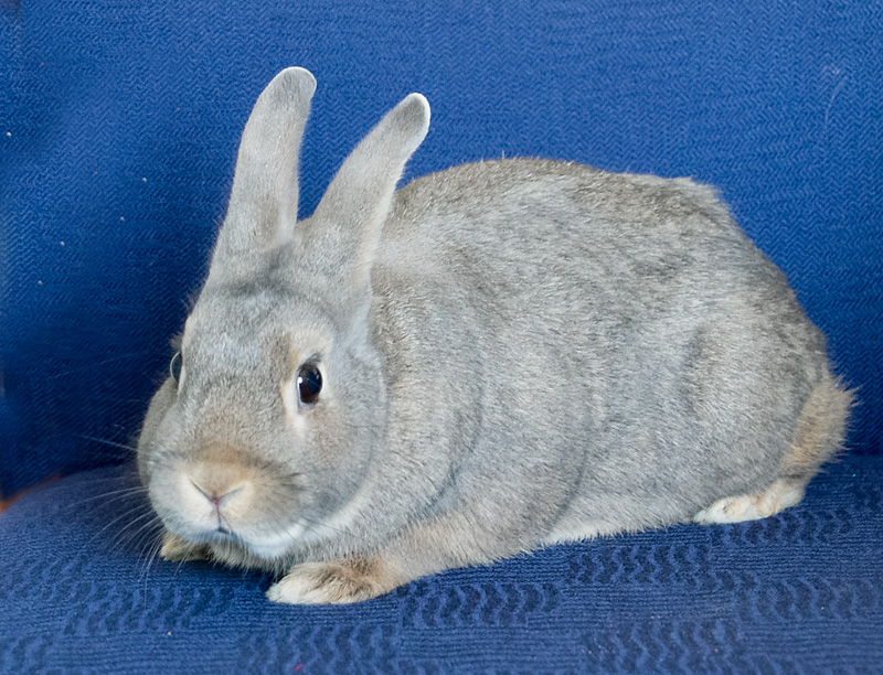 Other Animals - Dog Rescue Dorset - Waggy Tails Rescue