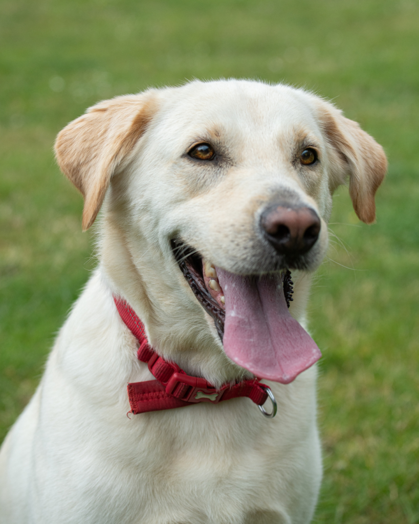 Dogs - Dog Rescue Dorset - Waggy Tails Rescue