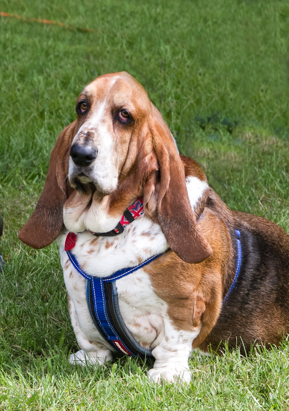 Annual Fun Dog Show Best In Show Dog Rescue Dorset Waggy Tails Rescue Annual Fun Dog Show Best In Show Dog Rescue Dorset Waggy Tails Rescue