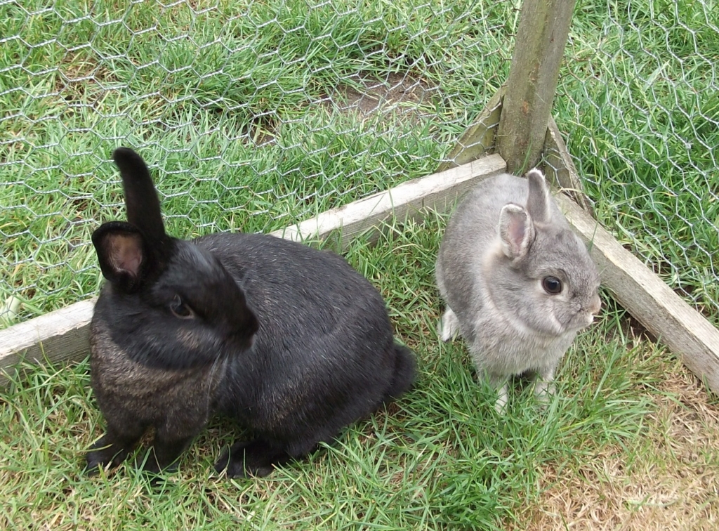 Other Animals - Dog Rescue Dorset - Waggy Tails Rescue