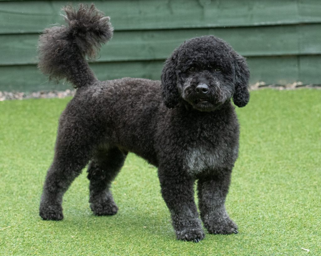 Dogs - Dog Rescue Dorset - Waggy Tails Rescue