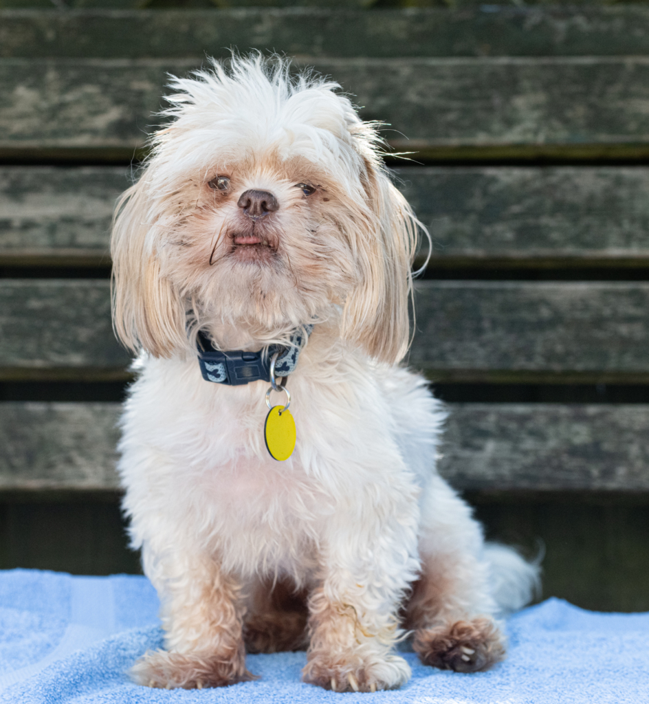 Dogs - Dog Rescue Dorset - Waggy Tails Rescue