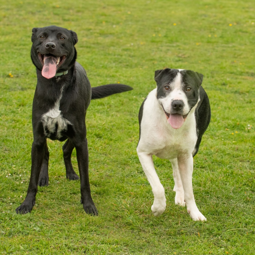 Dogs - Dog Rescue Dorset - Waggy Tails Rescue