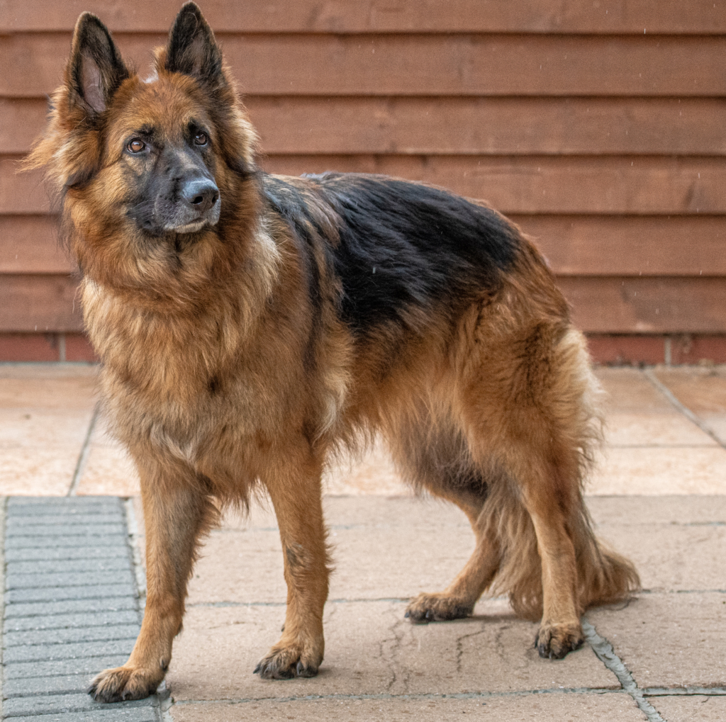 Dogs - Dog Rescue Dorset - Waggy Tails Rescue