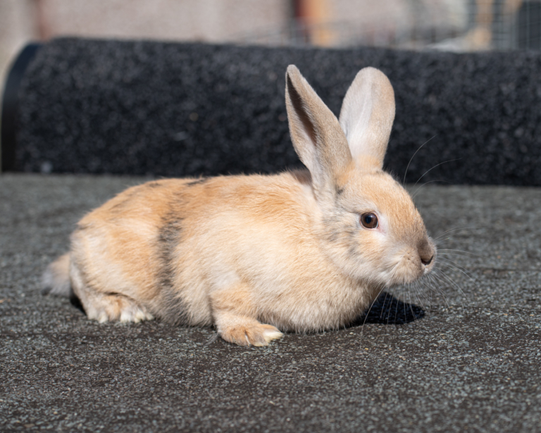 Other Animals - Dog Rescue Dorset - Waggy Tails Rescue