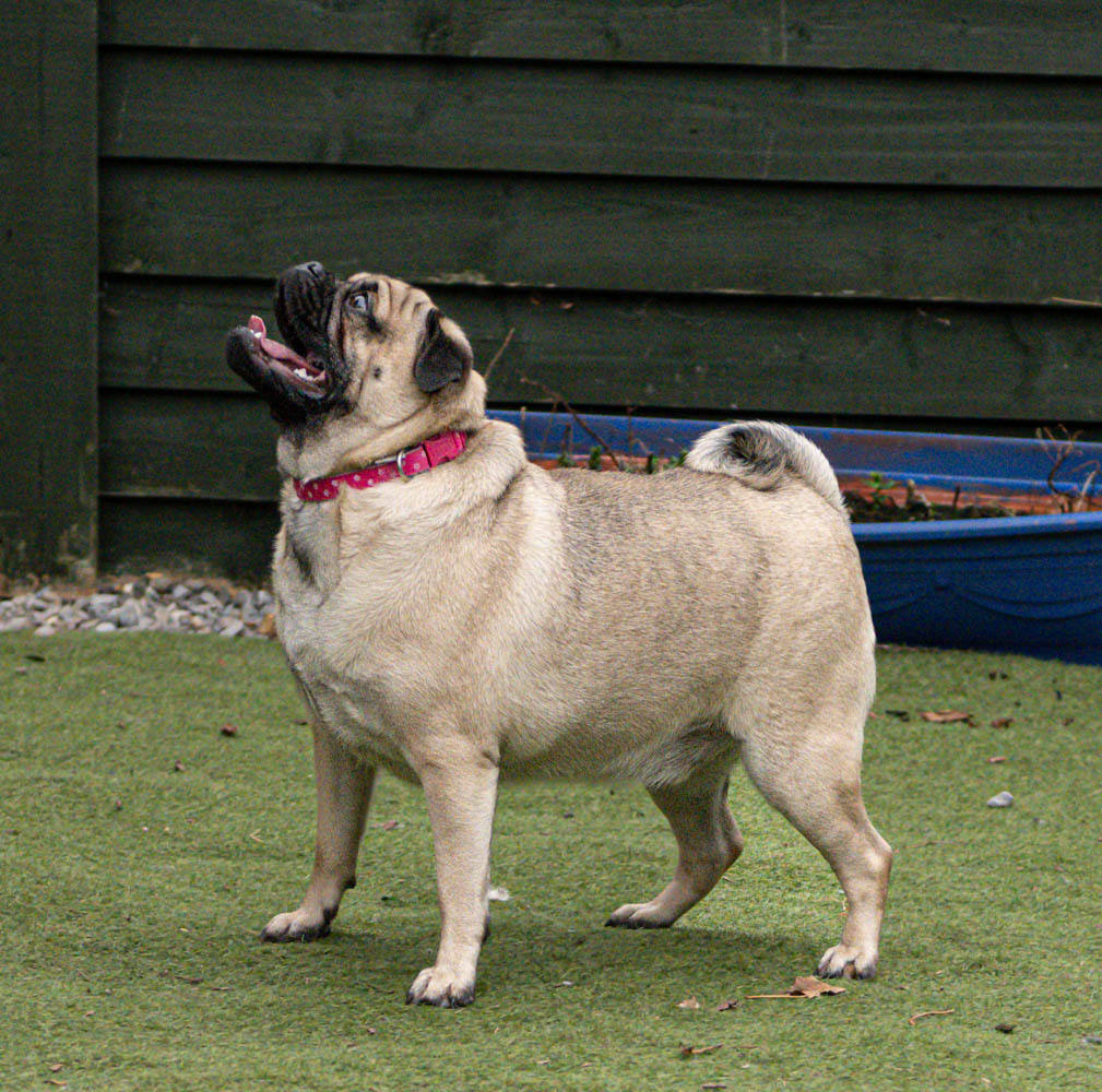 Dogs - Dog Rescue Dorset - Waggy Tails Rescue