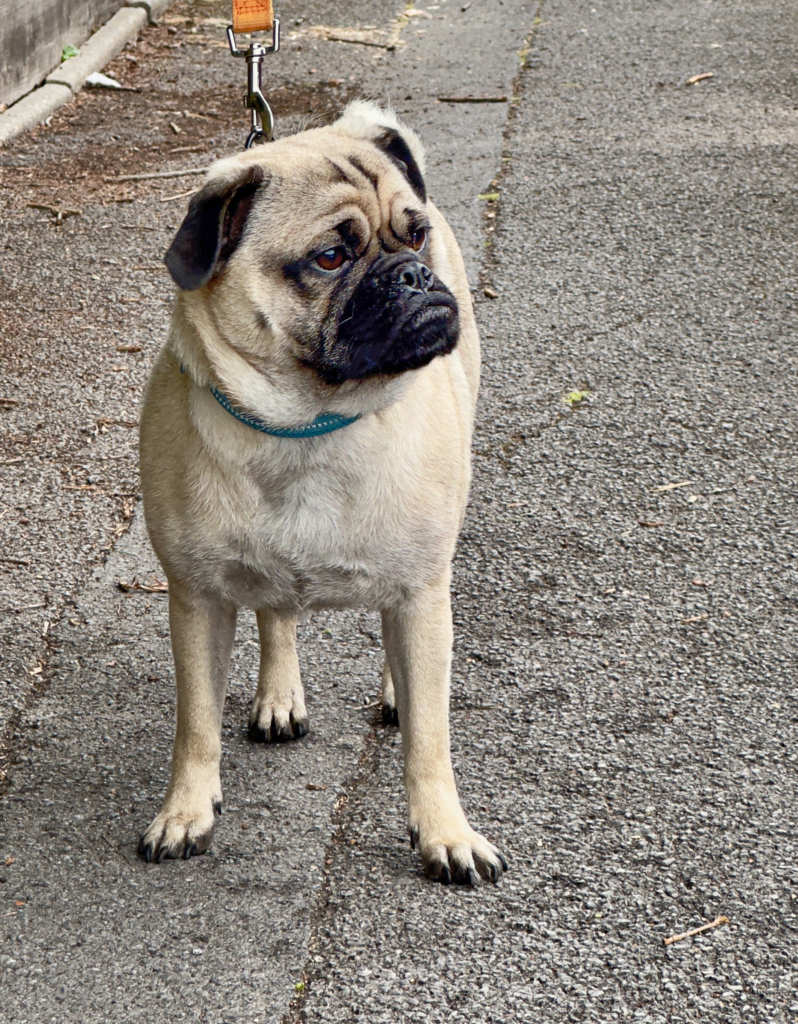 Dogs - Dog Rescue Dorset - Waggy Tails Rescue