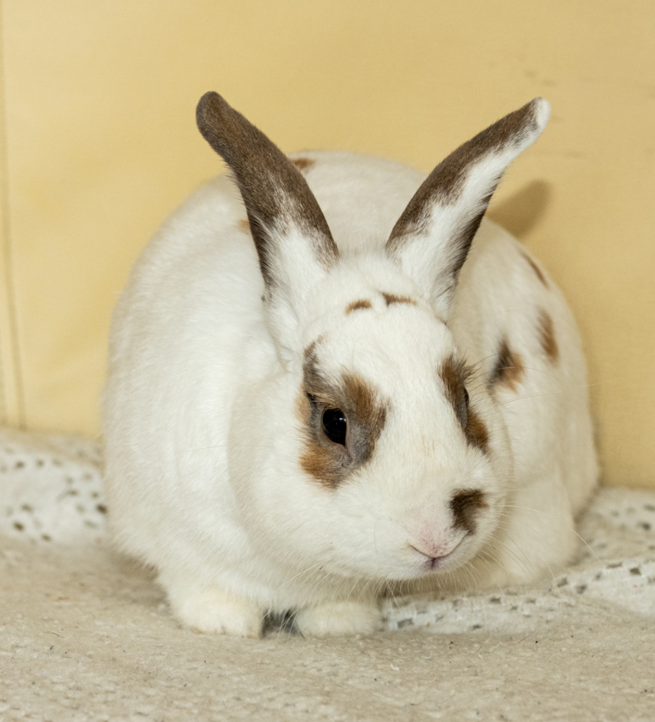 Other Animals - Dog Rescue Dorset - Waggy Tails Rescue