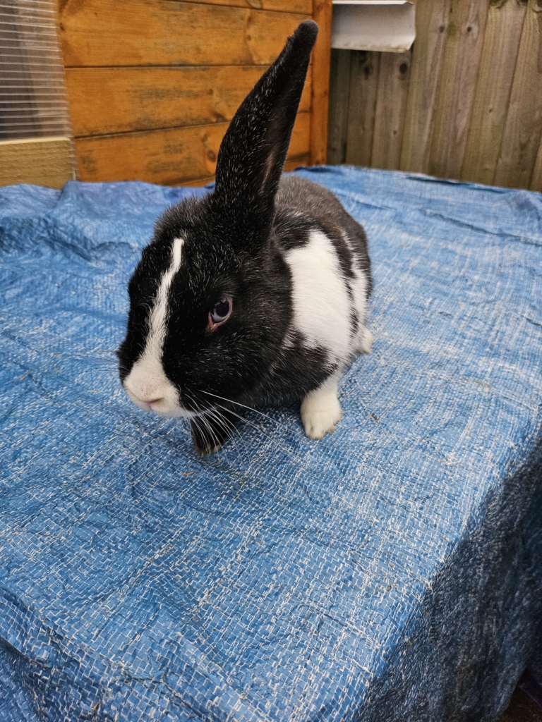 Other Animals - Dog Rescue Dorset - Waggy Tails Rescue