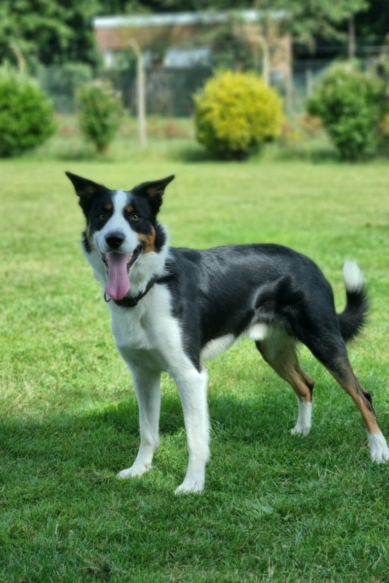 Dogs - Dog Rescue Dorset - Waggy Tails Rescue