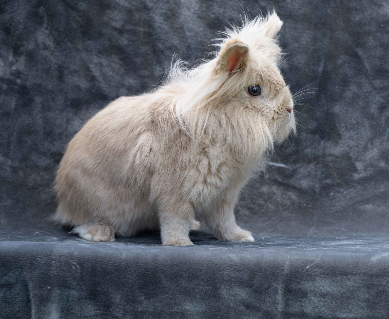 Other Animals - Dog Rescue Dorset - Waggy Tails Rescue