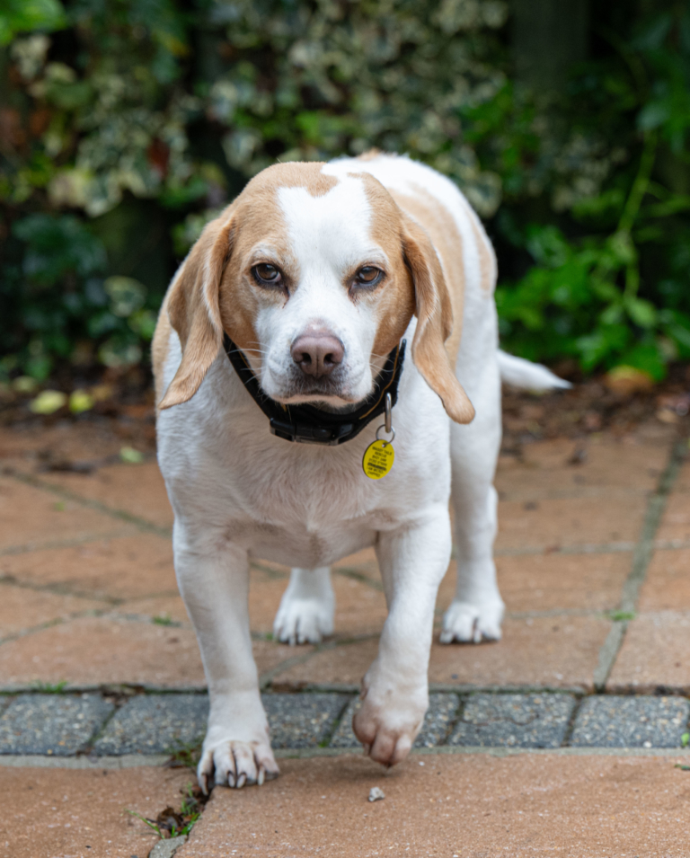 Dogs - Dog Rescue Dorset - Waggy Tails Rescue