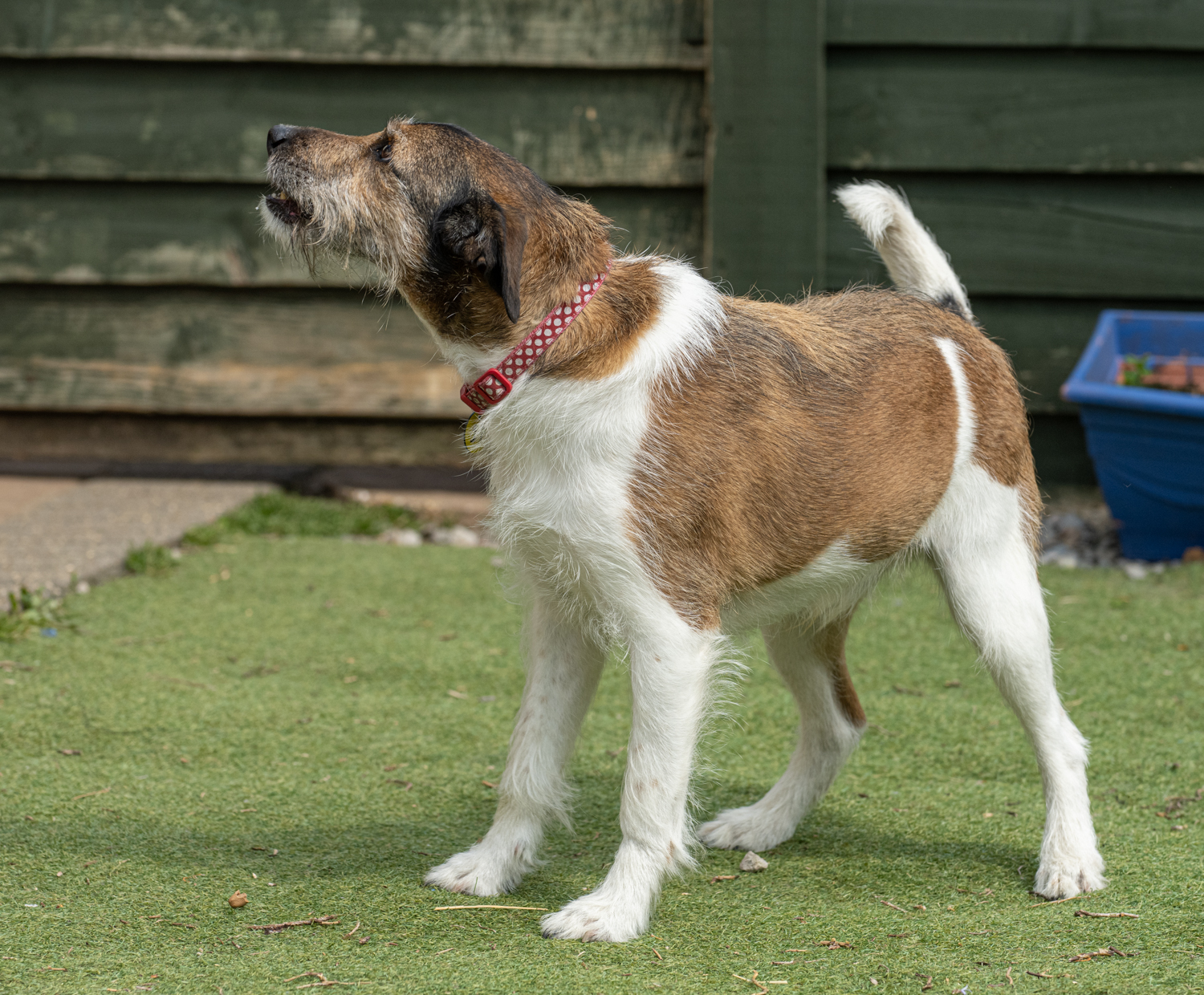 Dogs - Dog Rescue Dorset - Waggy Tails Rescue