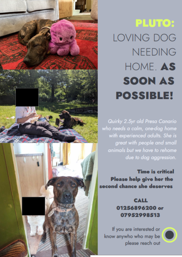 Can you help PLUTO - Dog Rescue Dorset - Waggy Tails Rescue